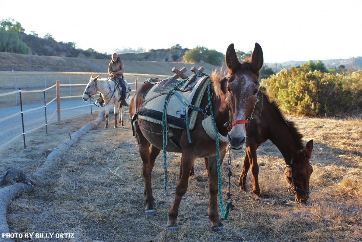A MAN AND HIS THREE MULES | East County Magazine