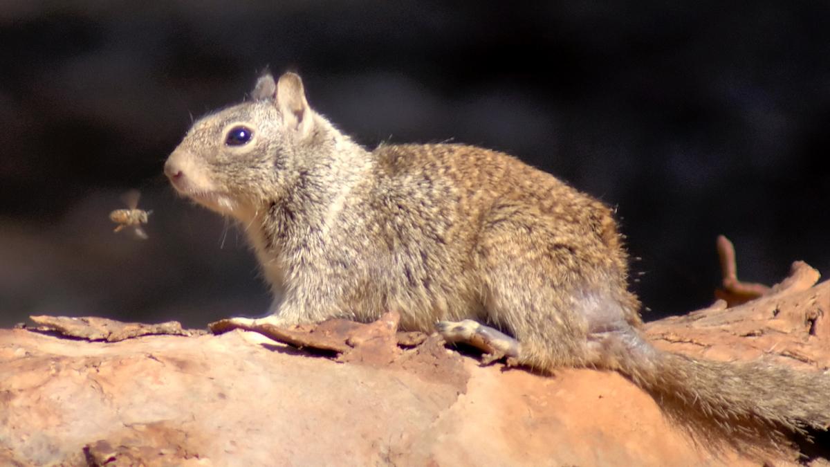 SQUIRREL ON PALOMAR MOUNTAIN TESTS POSITIVE FOR PLAGUE | East County ...