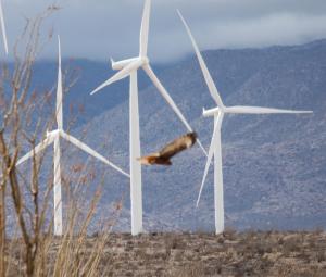 DEADLY FLIGHT IN OCOTILLO HIGHLIGHTS DANGERS TO BIRDS OF PREY FROM WIND ...