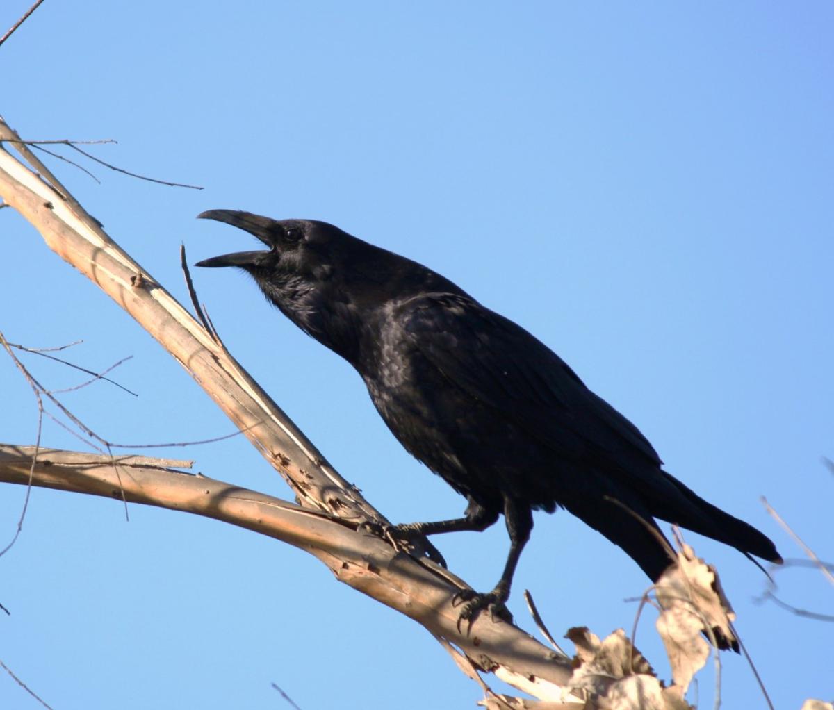 BIRD TALK: THE COMMON RAVEN | East County Magazine