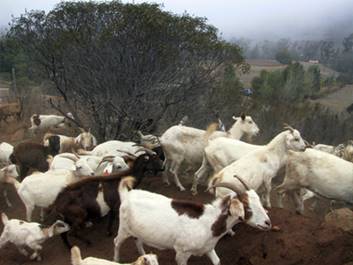 brush clearing goats | East County Magazine