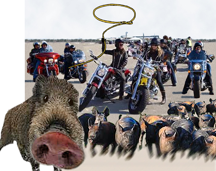 HOG WILD: COUNTY HOLDS 1ST ANNUAL FERAL PIG ROUNDUP & RODEO | East ...
