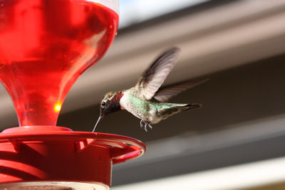 PHOTOS OF THE WEEK : A HUMDINGER OF A PHOTO | East County Magazine