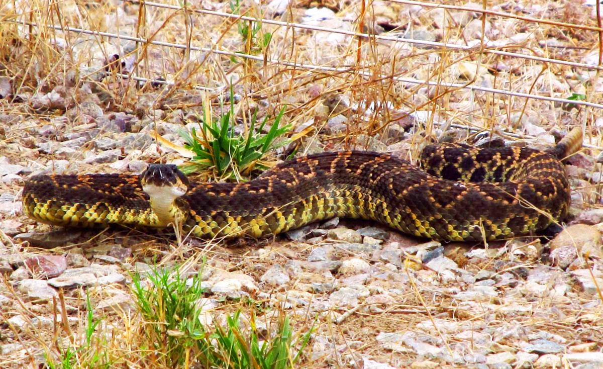 PHOTOS OF THE WEEK: SNAKES ALIVE! | East County Magazine